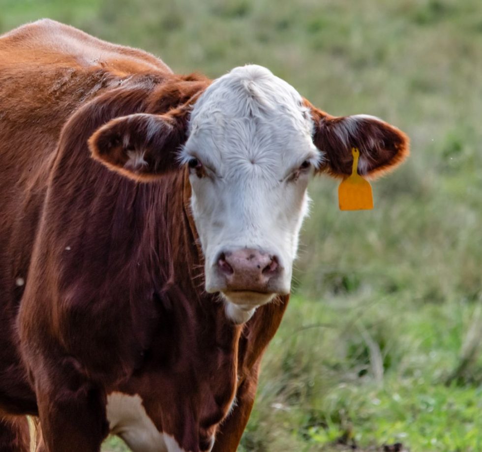 ¿Qué razas de ganado se crían en Argentina? Estas son sus ...